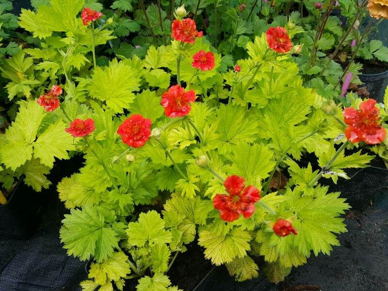 Raudonžiedė žiognagė (Geum coccineum) 'Eos' - Žiognagės - Parduotuvė ...