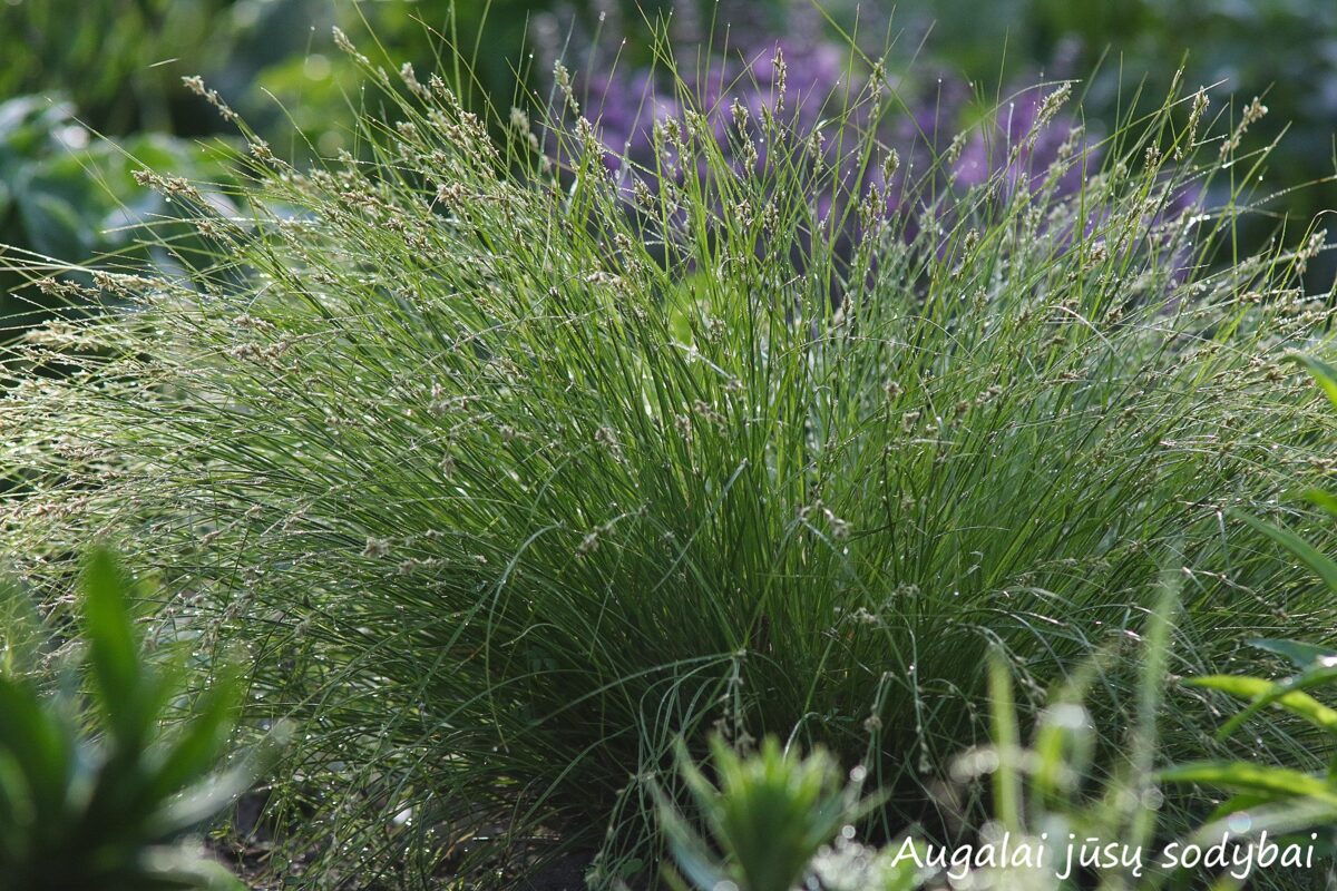Retavarpė viksva (Carex remota) - Viksvos - Parduotuvė - ,,Augalai jūsų ...