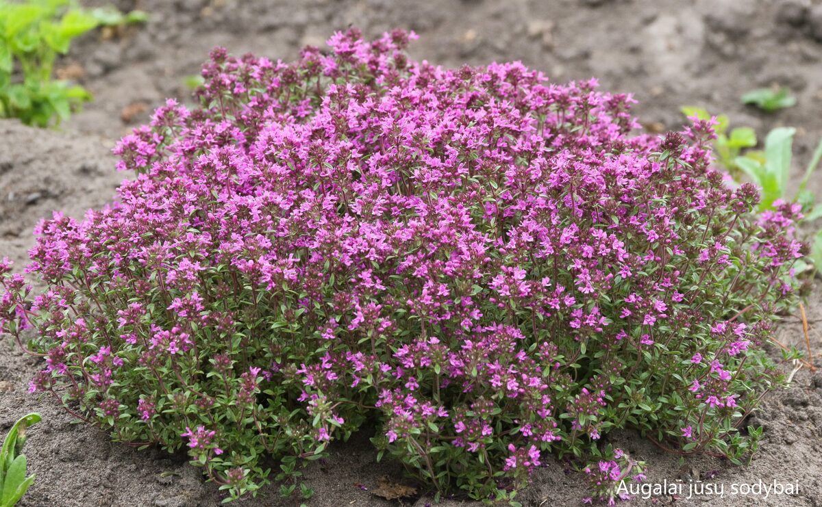 Paprastasis čiobrelis (Thymus serpyllum) 'Creeping Red' - Čiobreliai ...