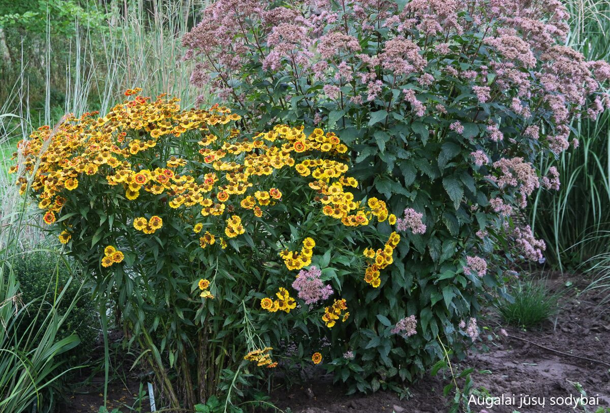 Saulainė (Helenium) 'Fuego' - Saulainės - Parduotuvė - ,,Augalai jūsų ...