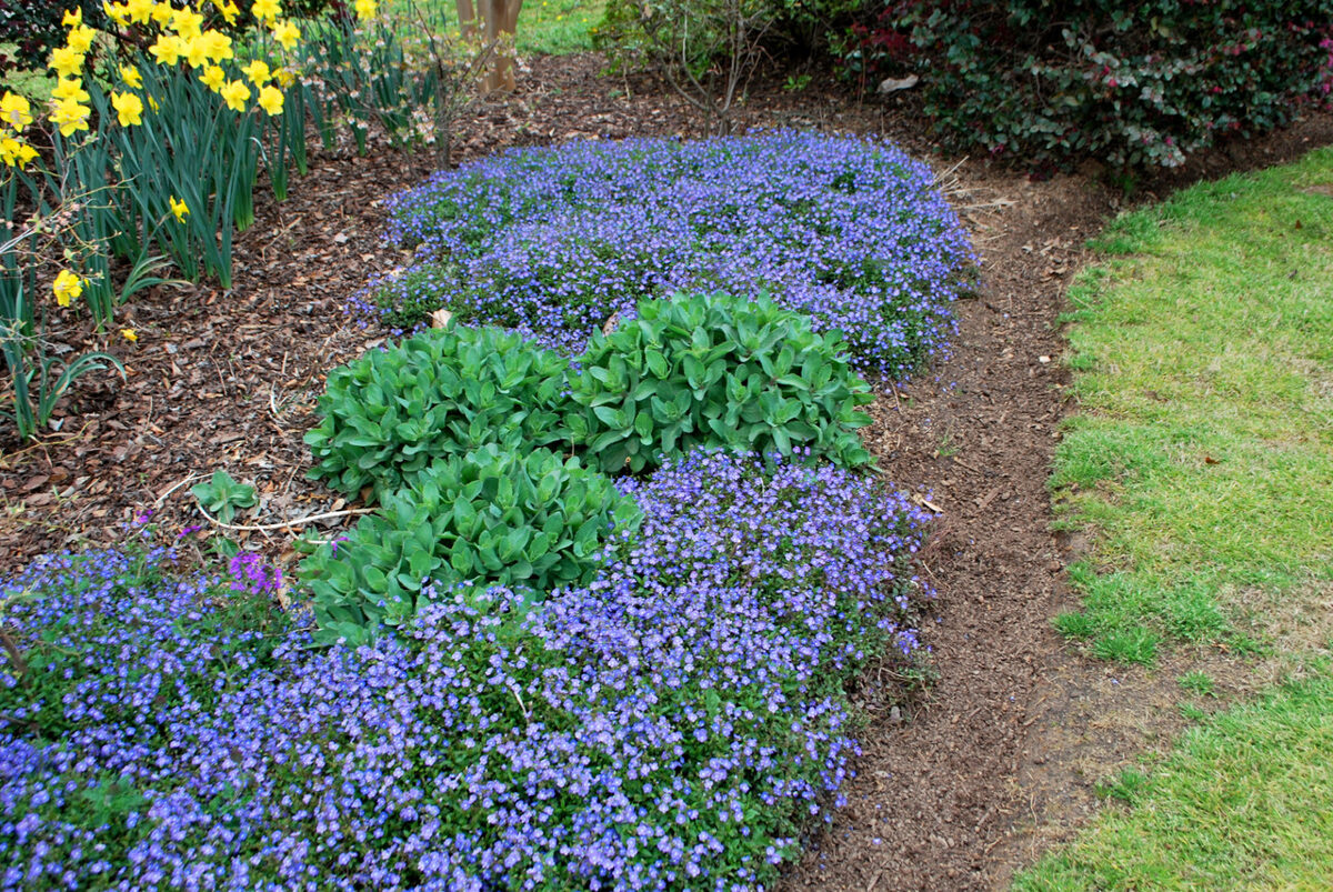 Veronika (Veronica peduncularis) 'Georgia Blue' - Veronikos ...