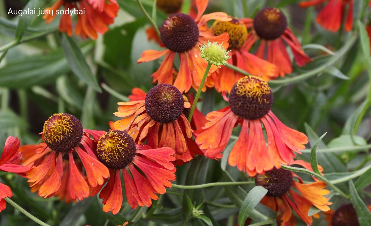 Saulainė (Helenium) 'Moerheim Beauty' - Saulainės - Parduotuvė ...