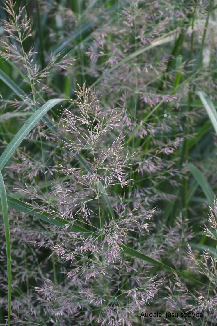 Korėjinis lendrūnas (Calamagrostis brachytricha) 'Mona' - Lendrūnai ...