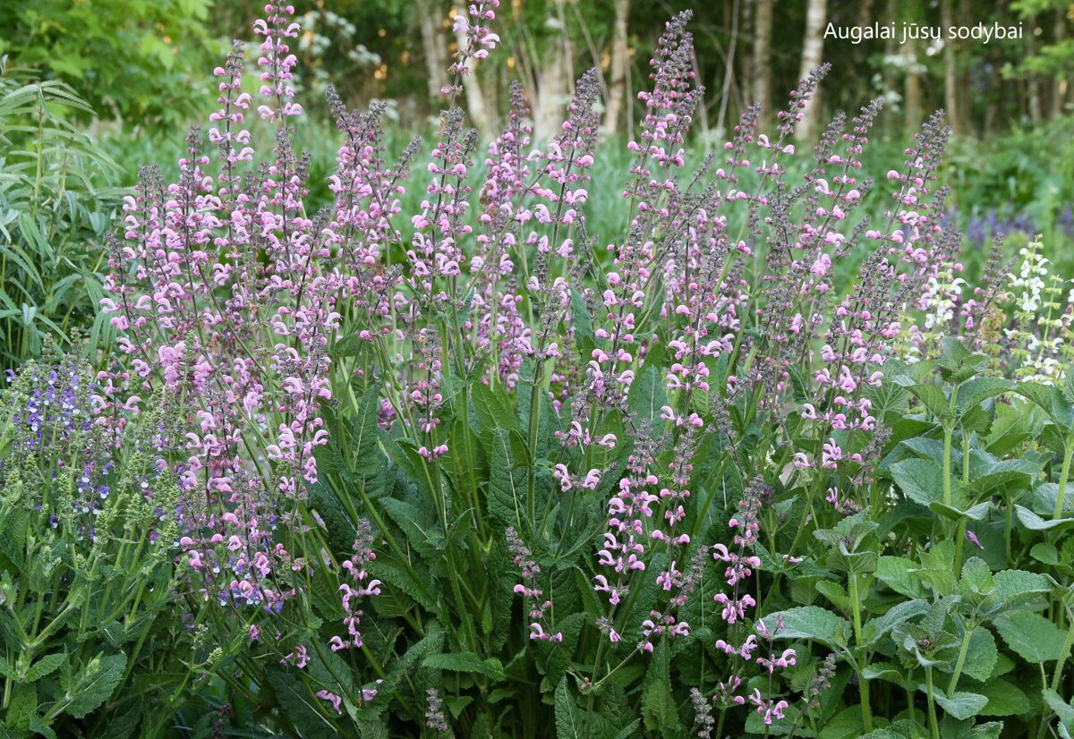 Pievinis šalavijas (Salvia pratensis) 'Rose Rhapsody' - Šalavijai ...
