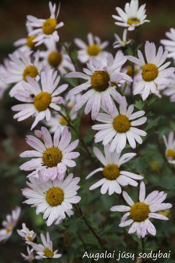Chrizantema (Arctanthemum arcticum) 'Roseum' - Chrizantemos ...