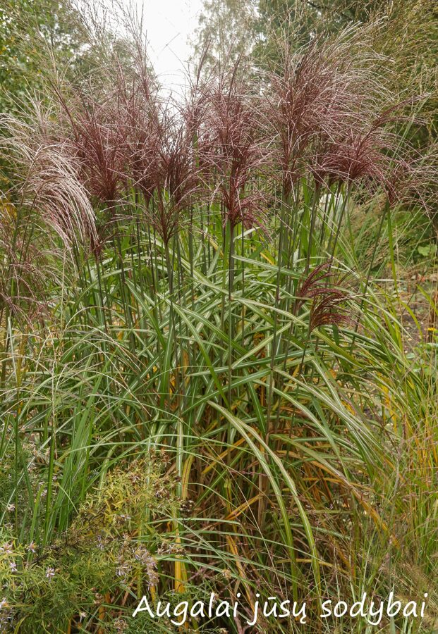 Kininis miskantas (Miscanthus sinensis) ‚Rotsilber‘ - Miskantai ...