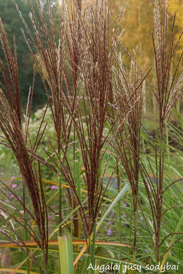 Kininis miskantas (Miscanthus sinensis) ‚Rotsilber‘ - Miskantai ...