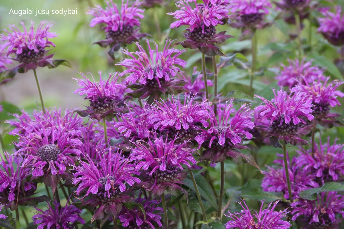 Monarda (Monarda) 'Scorpion' - Monardos - Parduotuvė - ,,Augalai jūsų ...