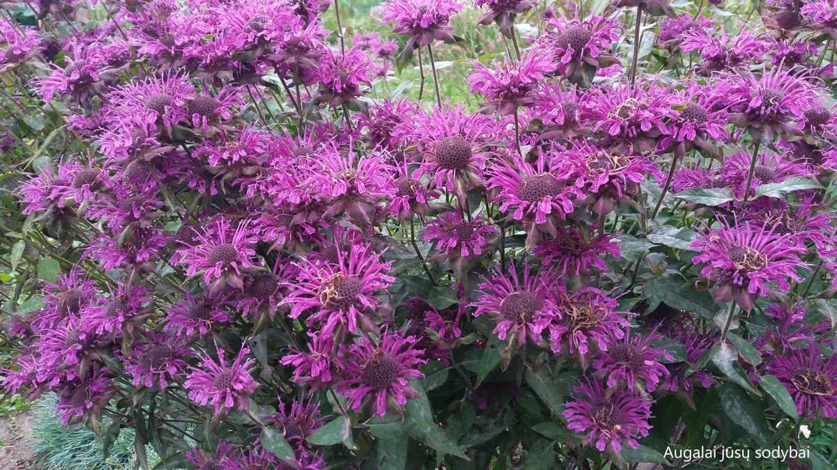 Monarda (Monarda) 'Scorpion' - Monardos - Parduotuvė - ,,Augalai jūsų ...