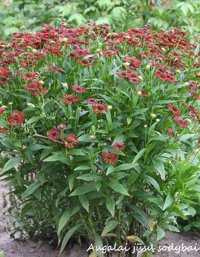 Saulainė (Helenium) 'Siesta' - Saulainės - Parduotuvė - ,,Augalai jūsų ...