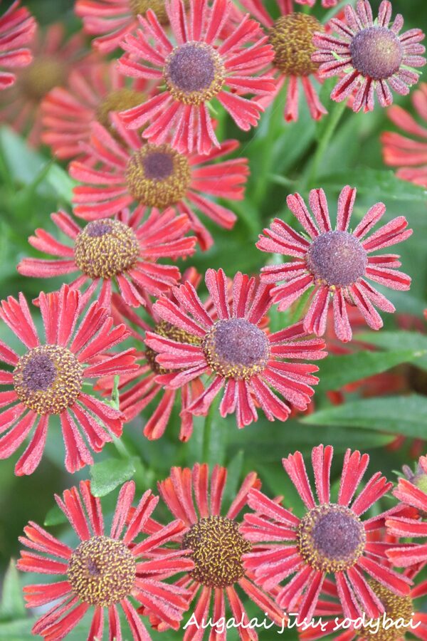 Saulainė (Helenium) 'Siesta' - Saulainės - Parduotuvė - ,,Augalai jūsų ...