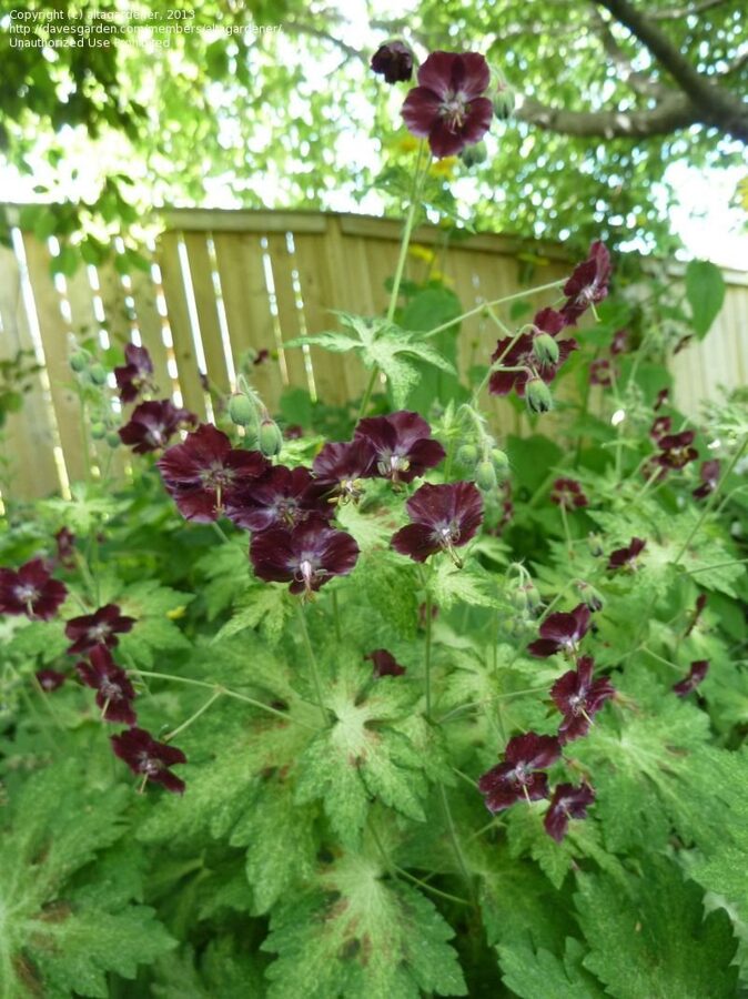 Juodasis snaputis (Geranium phaeum) 'Springtime' - Snapučiai ...