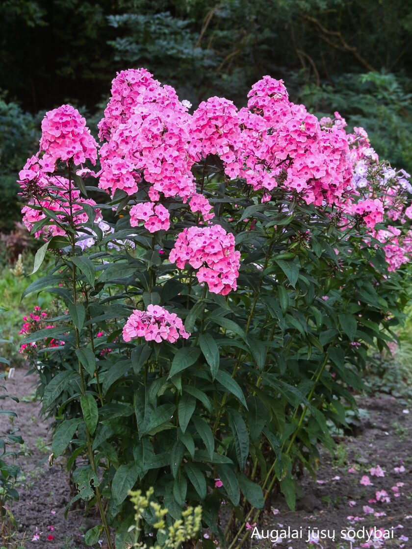 Flioksas (Phlox paniculata) 'Sweet Summer Dream' - Šluoteliniai ...