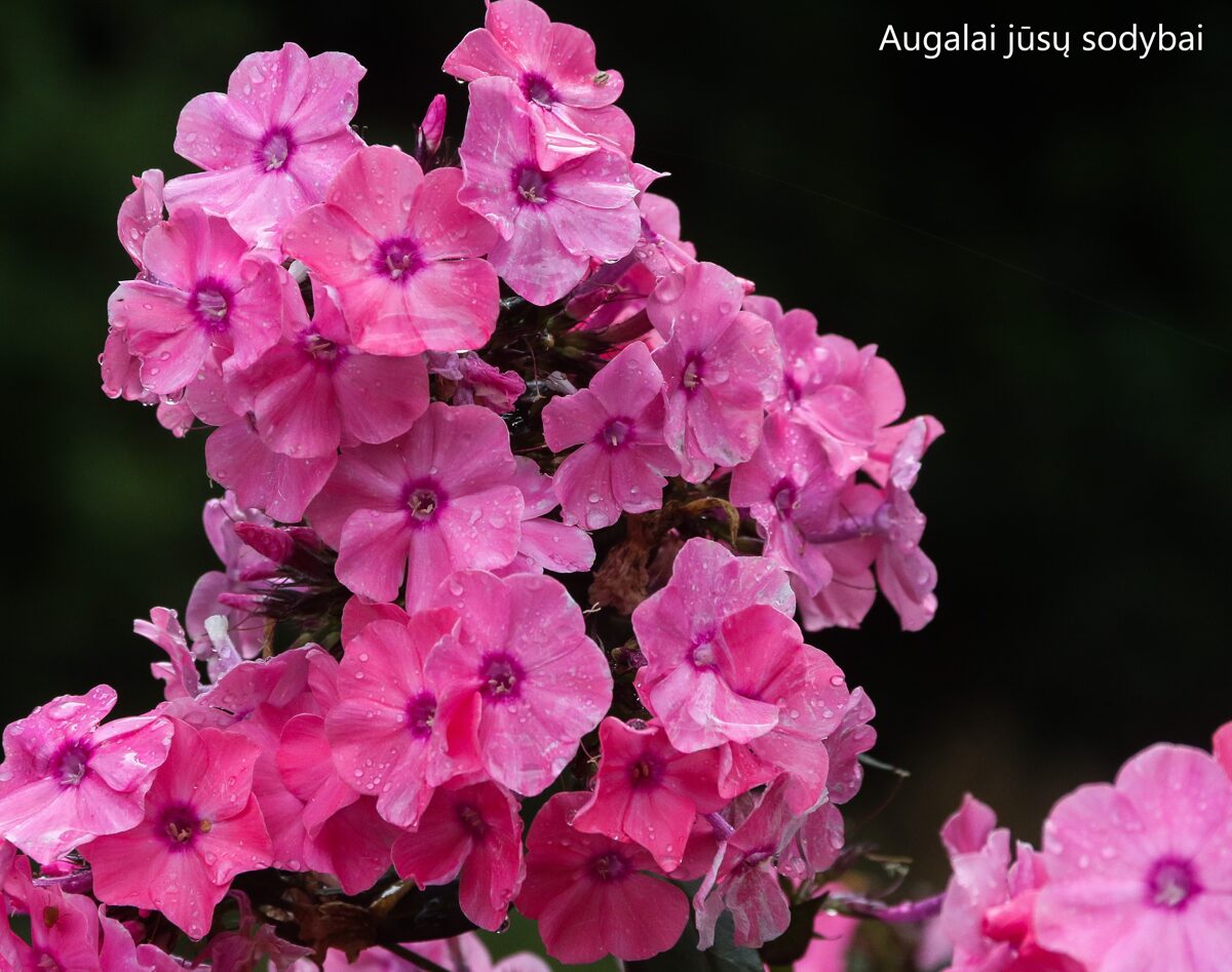 Flioksas (Phlox paniculata) 'Sweet Summer Dream' - Šluoteliniai ...