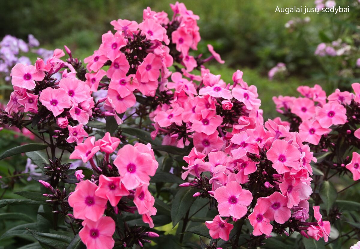Flioksas (Phlox paniculata) 'Sweet Summer Dream' - Šluoteliniai ...