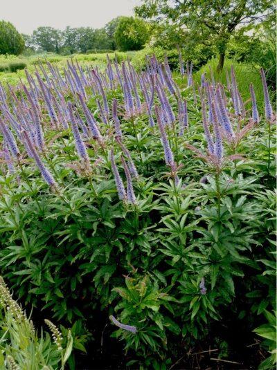 Virgininis veronikūnas (Veronicastrum virginicum) 'Apollo' - Veronikos ...