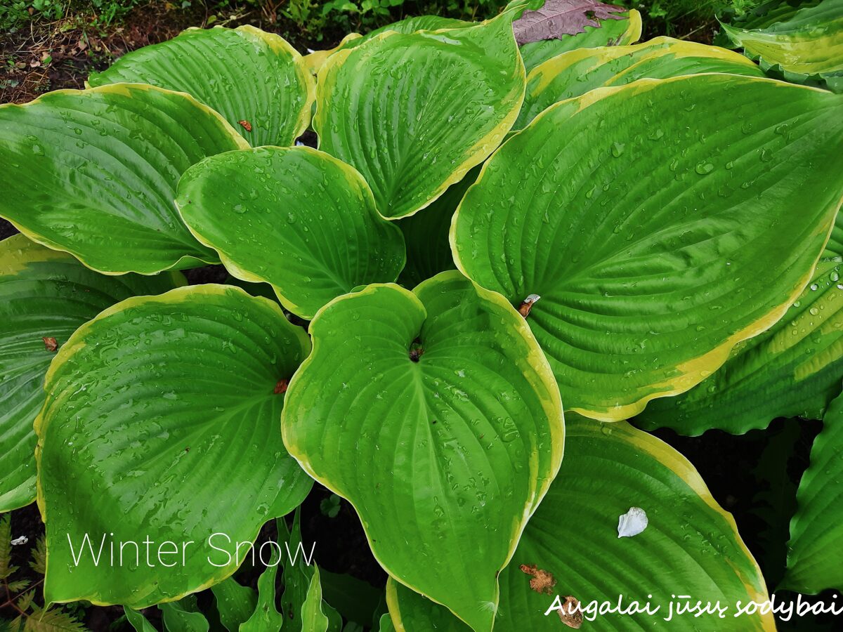 Melsvė (Hosta) 'Winter Snow' - Melsvės - Parduotuvė - ,,Augalai jūsų ...
