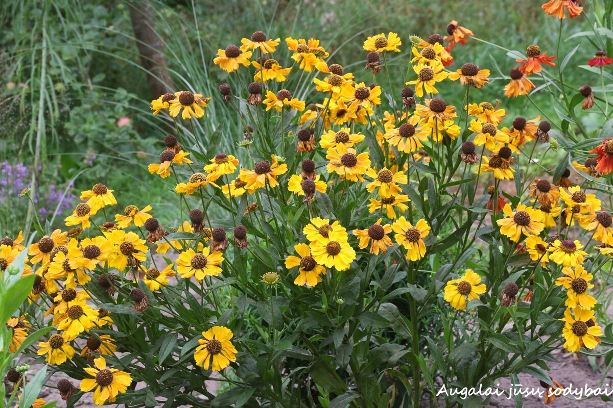 Saulainė (Helenium) 'Wyndley' - Saulainės - Parduotuvė - ,,Augalai jūsų ...