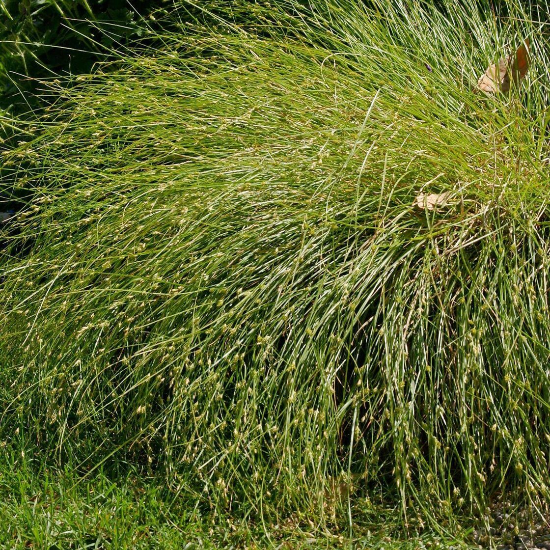 Retavarpė viksva (Carex remota) - Viksvos - Parduotuvė - ,,Augalai jūsų ...