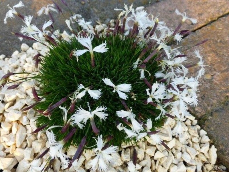 ,,Augalai jūsų sodybai'' - Parduotuvė