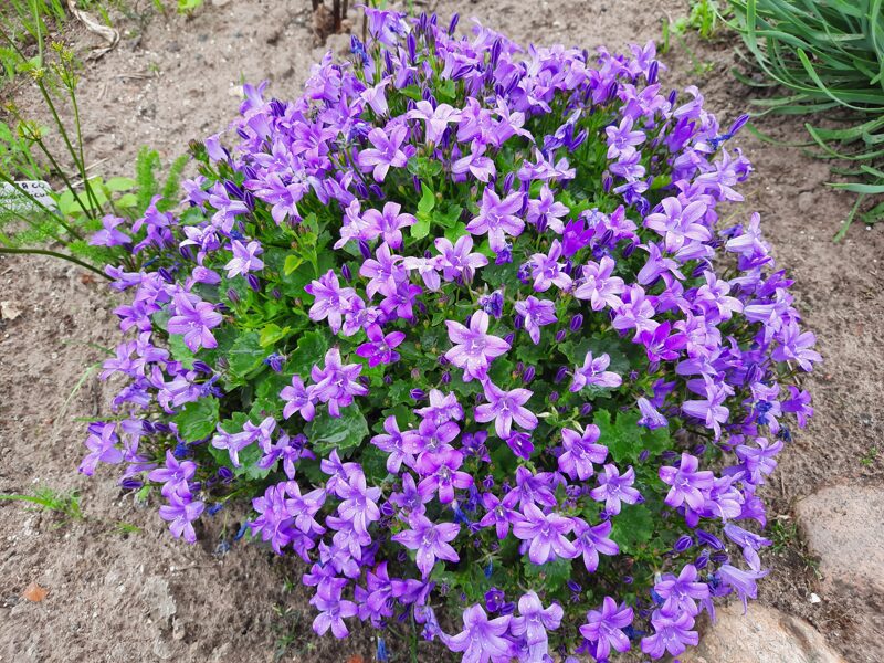 Katilėliai - Parduotuvė - ,,Augalai jūsų sodybai''