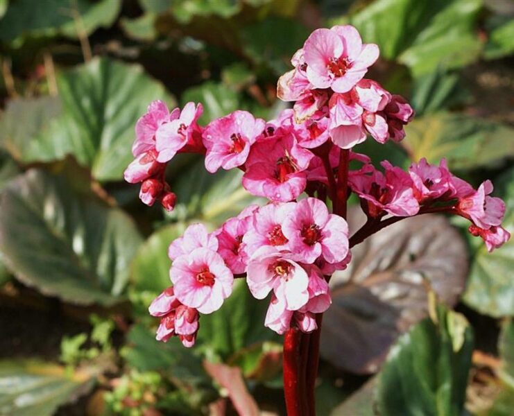 Augalai iki 50cm. - Parduotuvė - ,,Augalai jūsų sodybai''