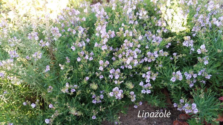 Augalai žemi - Parduotuvė - ,,Augalai jūsų sodybai''