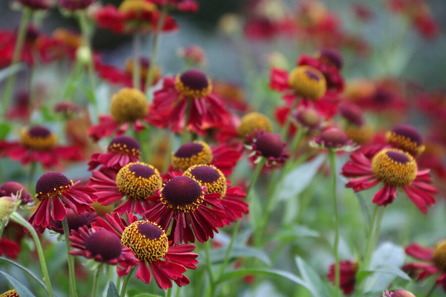 Saulainės - Parduotuvė - ,,Augalai jūsų sodybai''